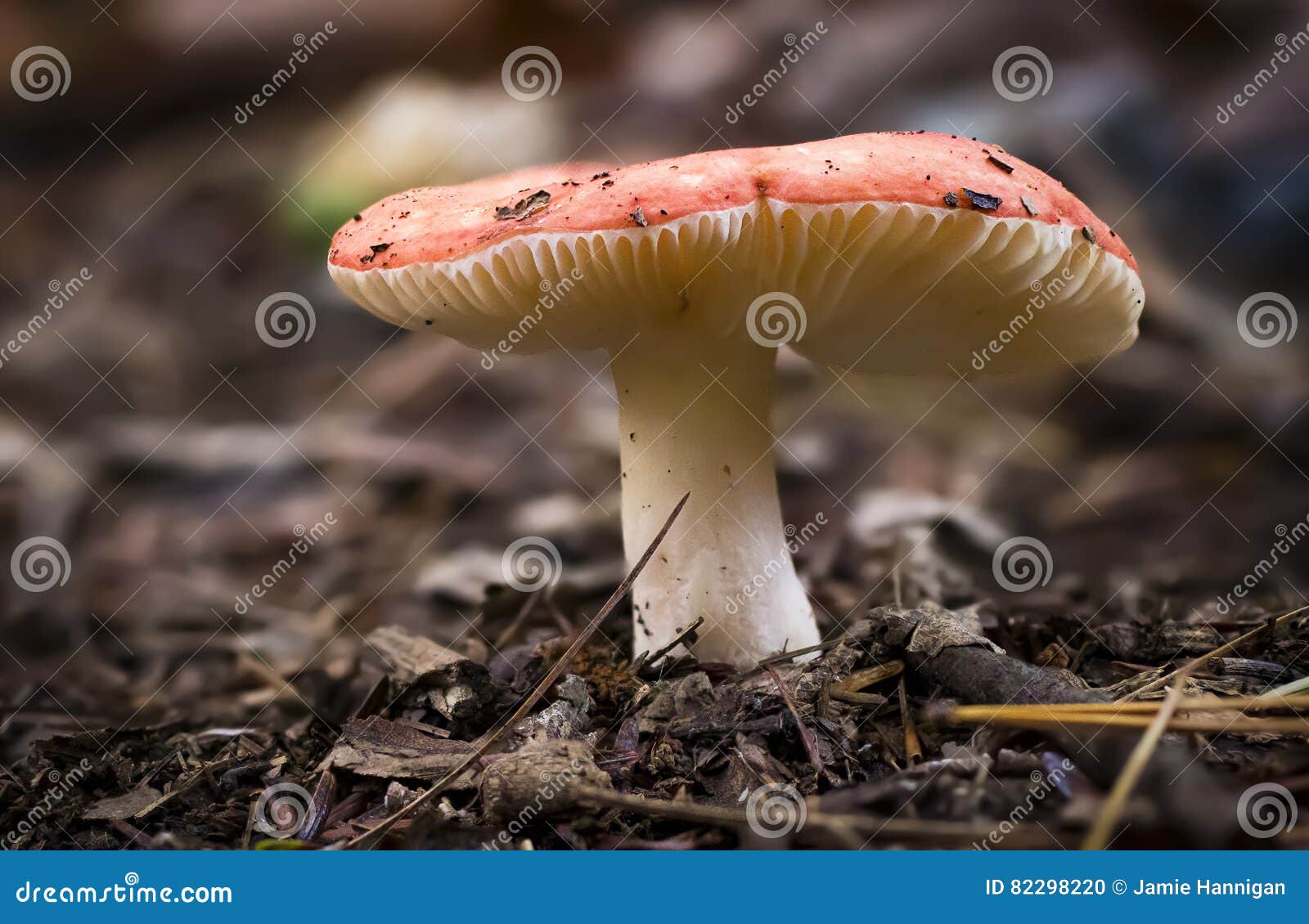 Red Toadstool stock photo. Image of toadstool, mushroom - 82298220