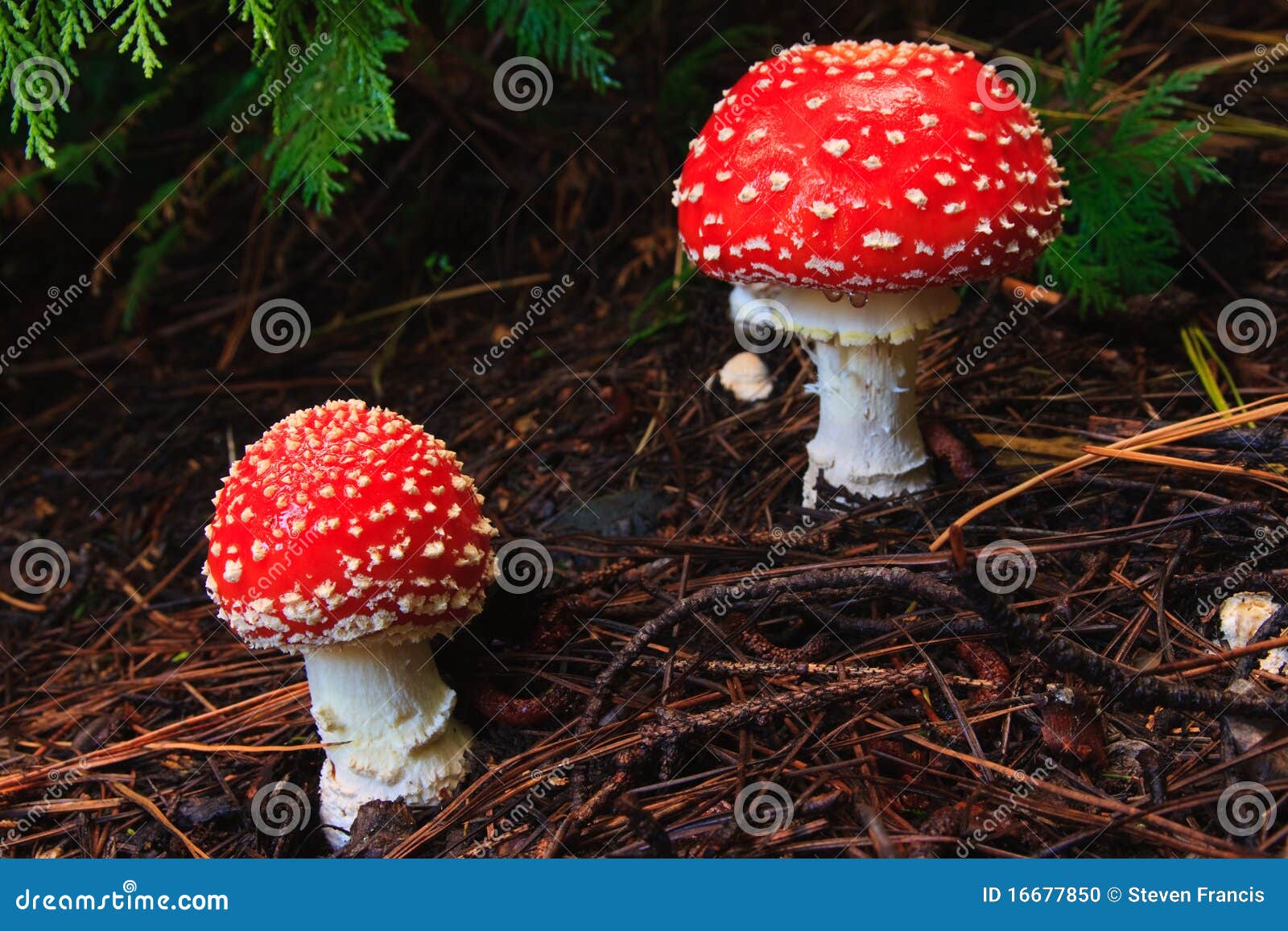 Red Toadstool Mushroom stock photo. Image of white, natural - 16677850