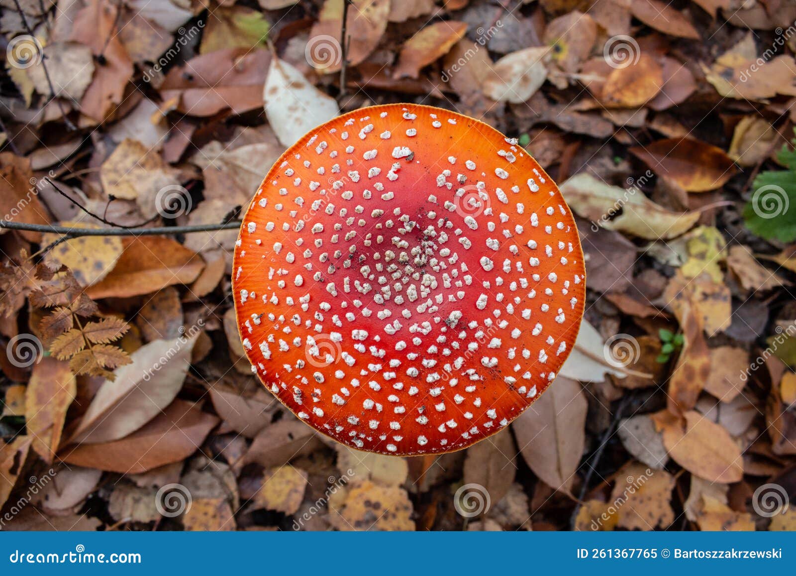 Red Toadstool Mushroom in the Forest Stock Image - Image of plant ...