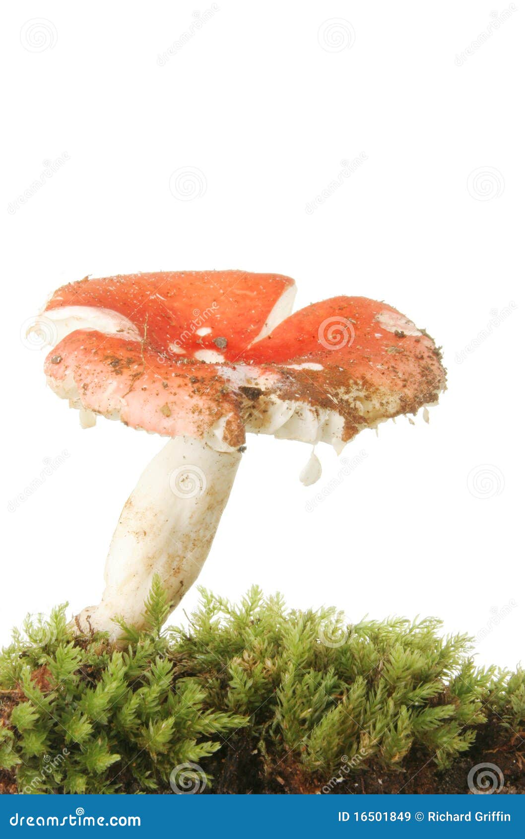 Red Toadstool portrait stock image. Image of white, growth - 16501849