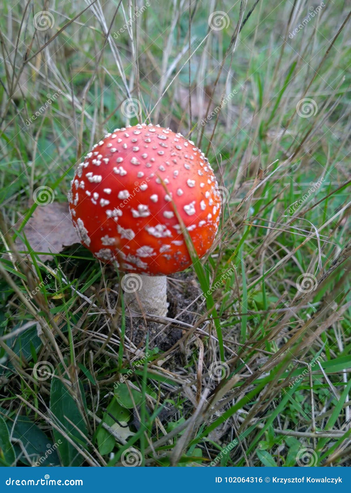 Red toadstool stock photo. Image of poison, muchomor - 102064316