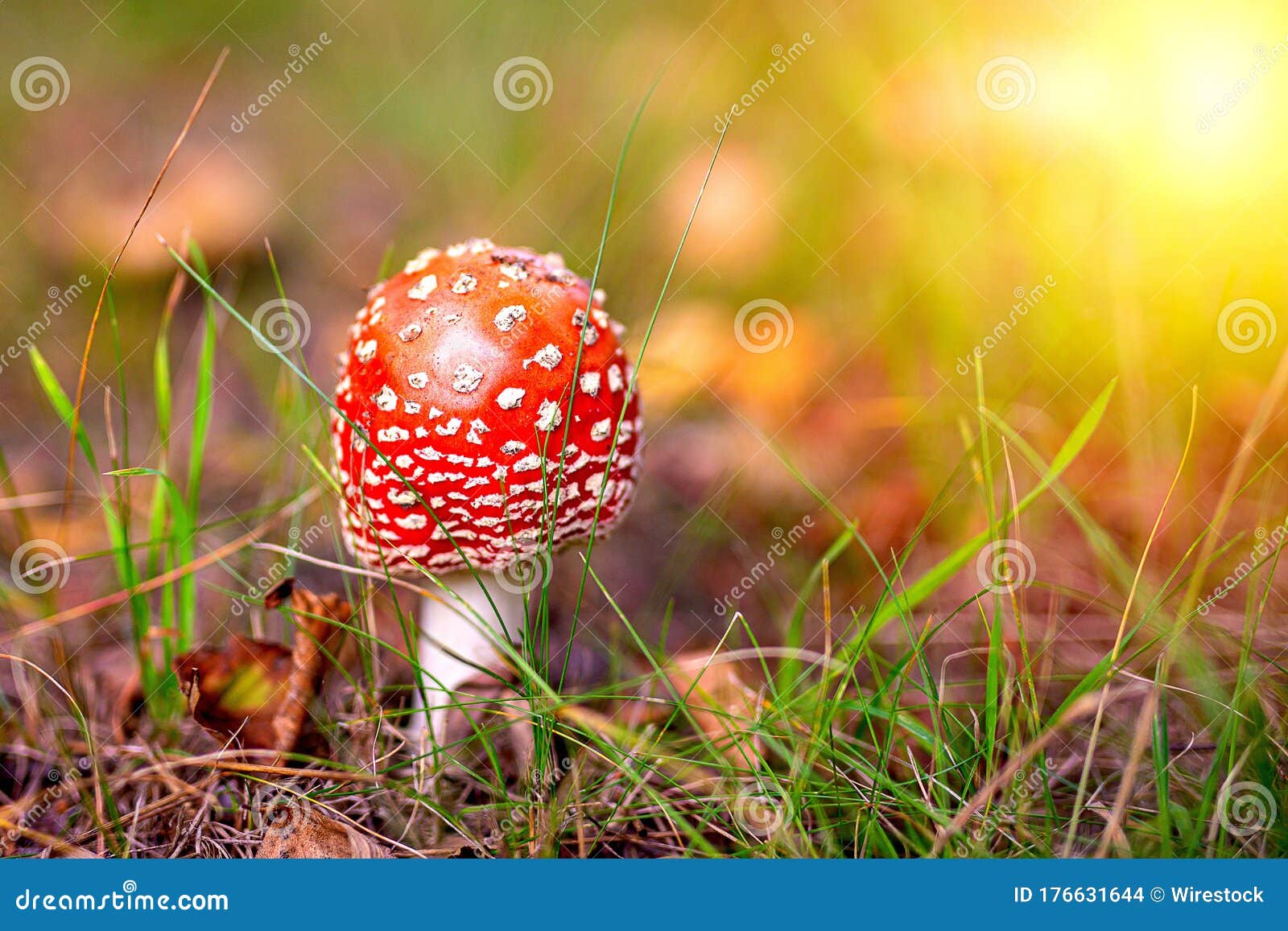 Red toadstool stock photo. Image of fungus, food, fresh - 176631644