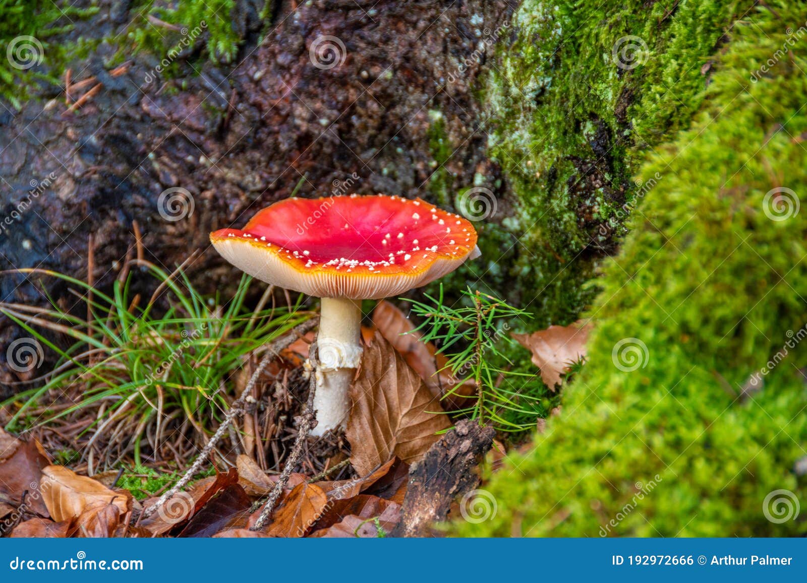 The Toadstool in the National Park, Black Forest Stock Photo - Image of ...