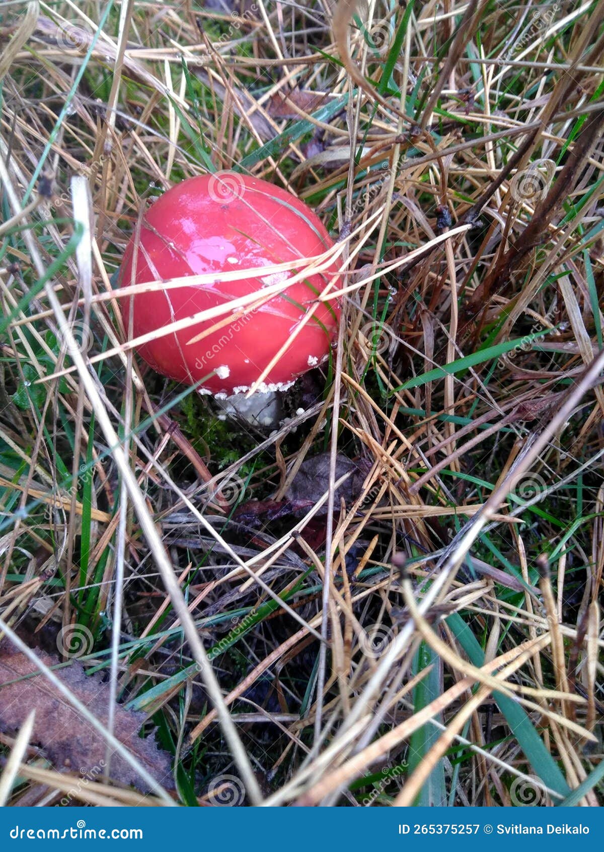 Red Toadstool Under Pine Needles. Stock Image - Image of tree, branch ...