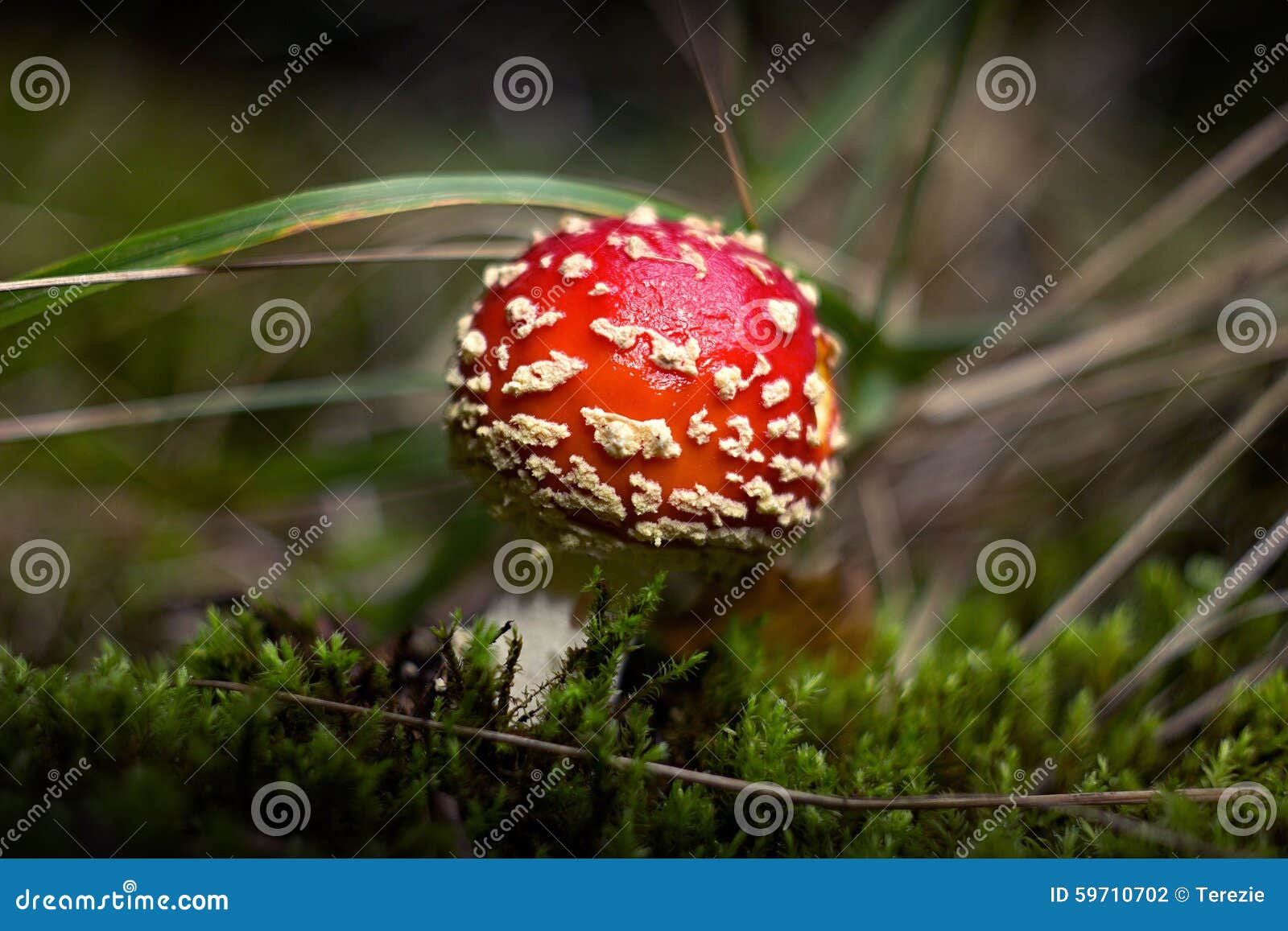 Red toadstool stock photo. Image of nature, magic, curve - 59710702