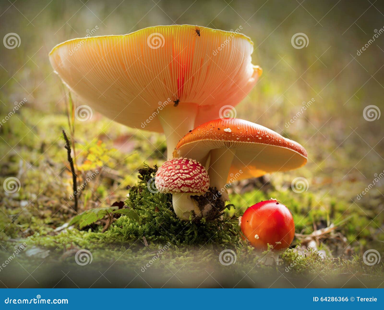 Red toadstool stock photo. Image of autumn, organism - 64286366