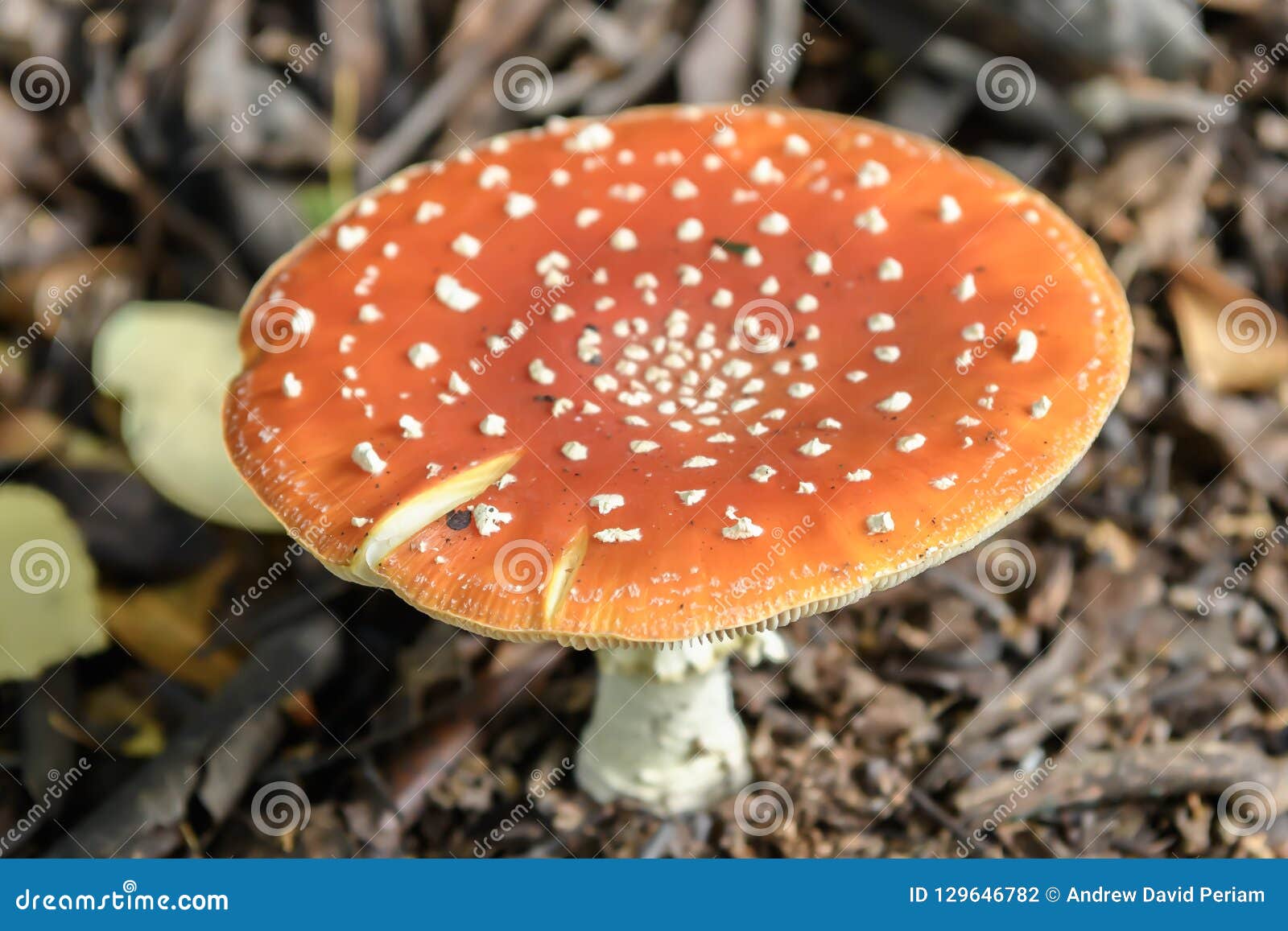 Red Toadstool in the woods stock photo. Image of white - 129646782