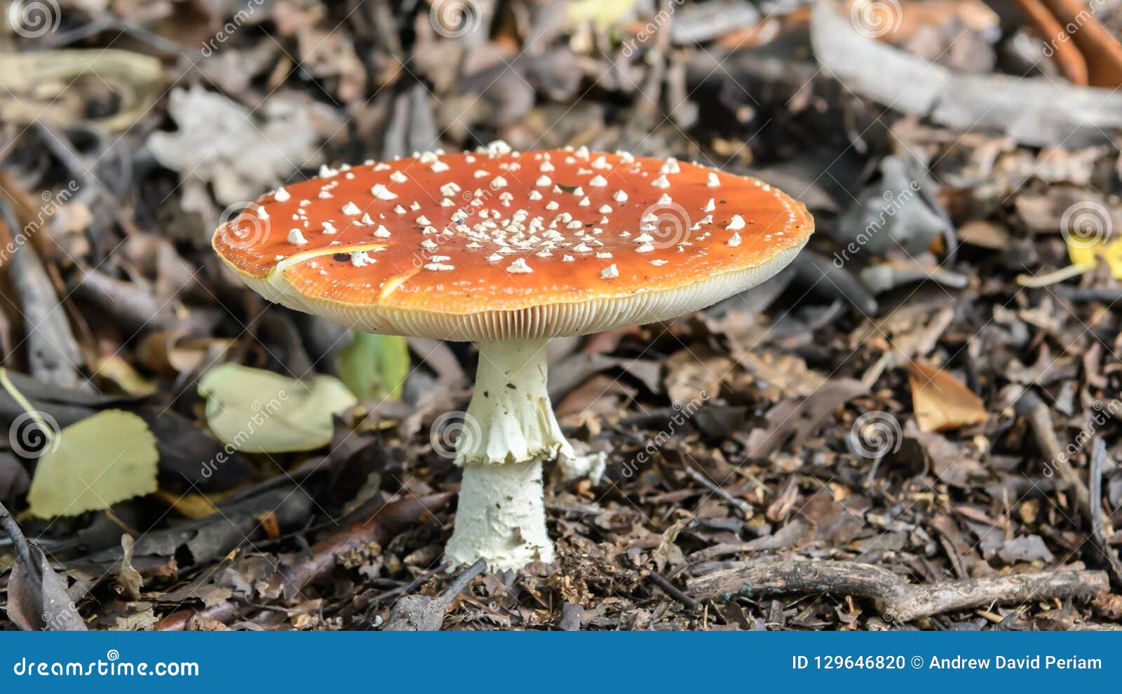 Red Toadstool in the woods stock photo. Image of amanita - 129646820