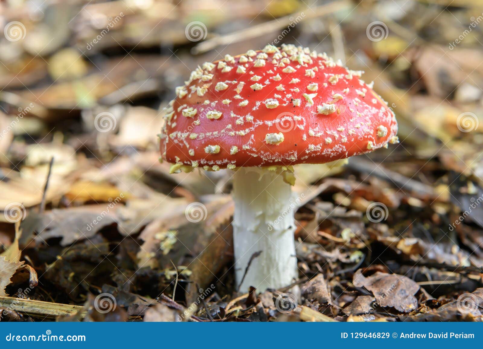 Red Toadstool in the woods stock image. Image of macro - 129646829