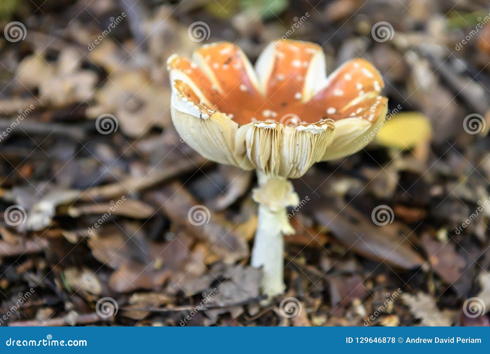 Red Toadstool in the woods stock photo. Image of magic - 129646878