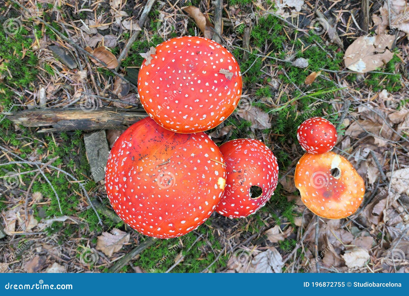 Red Toadstools Family Growing in Forest Stock Image - Image of color ...