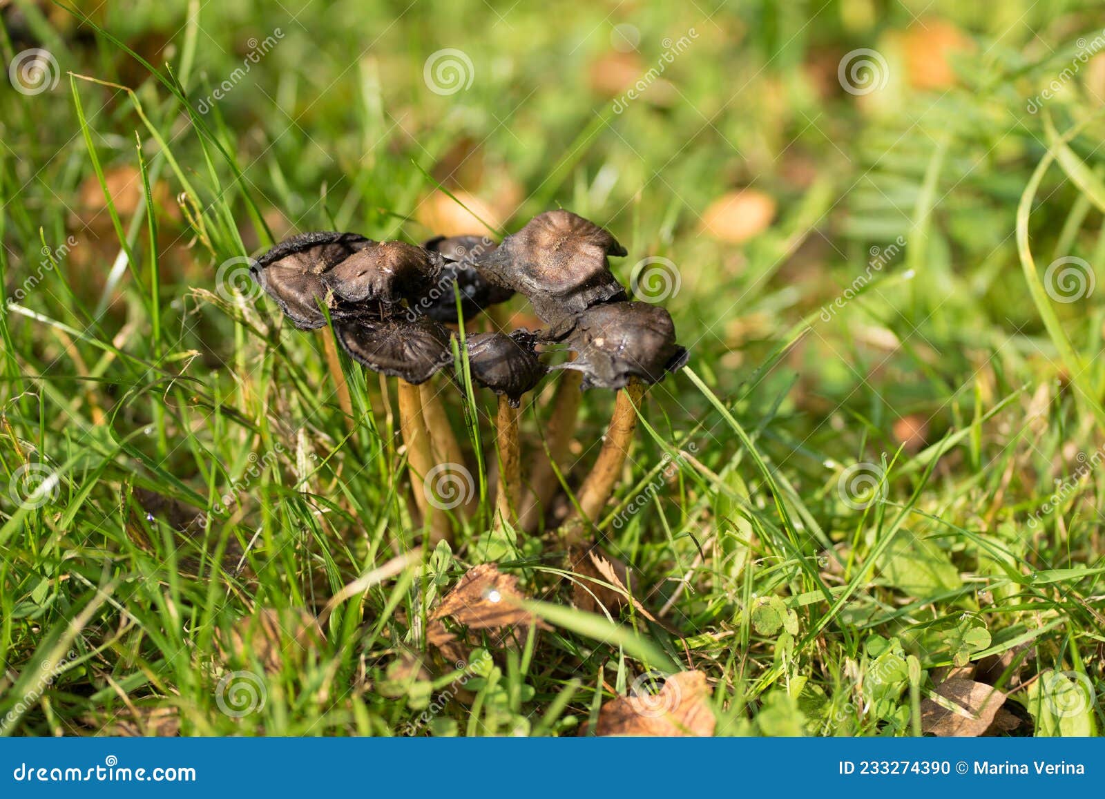 Toadstools Grow in Green Grass Stock Photo - Image of fall, wood: 233274390