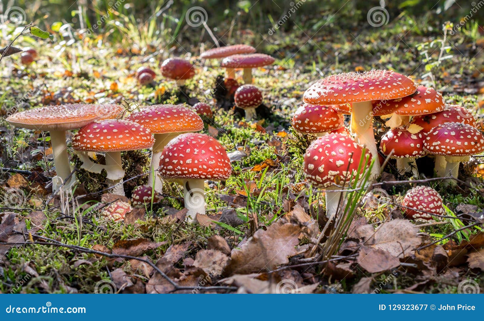 Red Toadstools in the Woods Stock Image - Image of green, leaf: 129323677