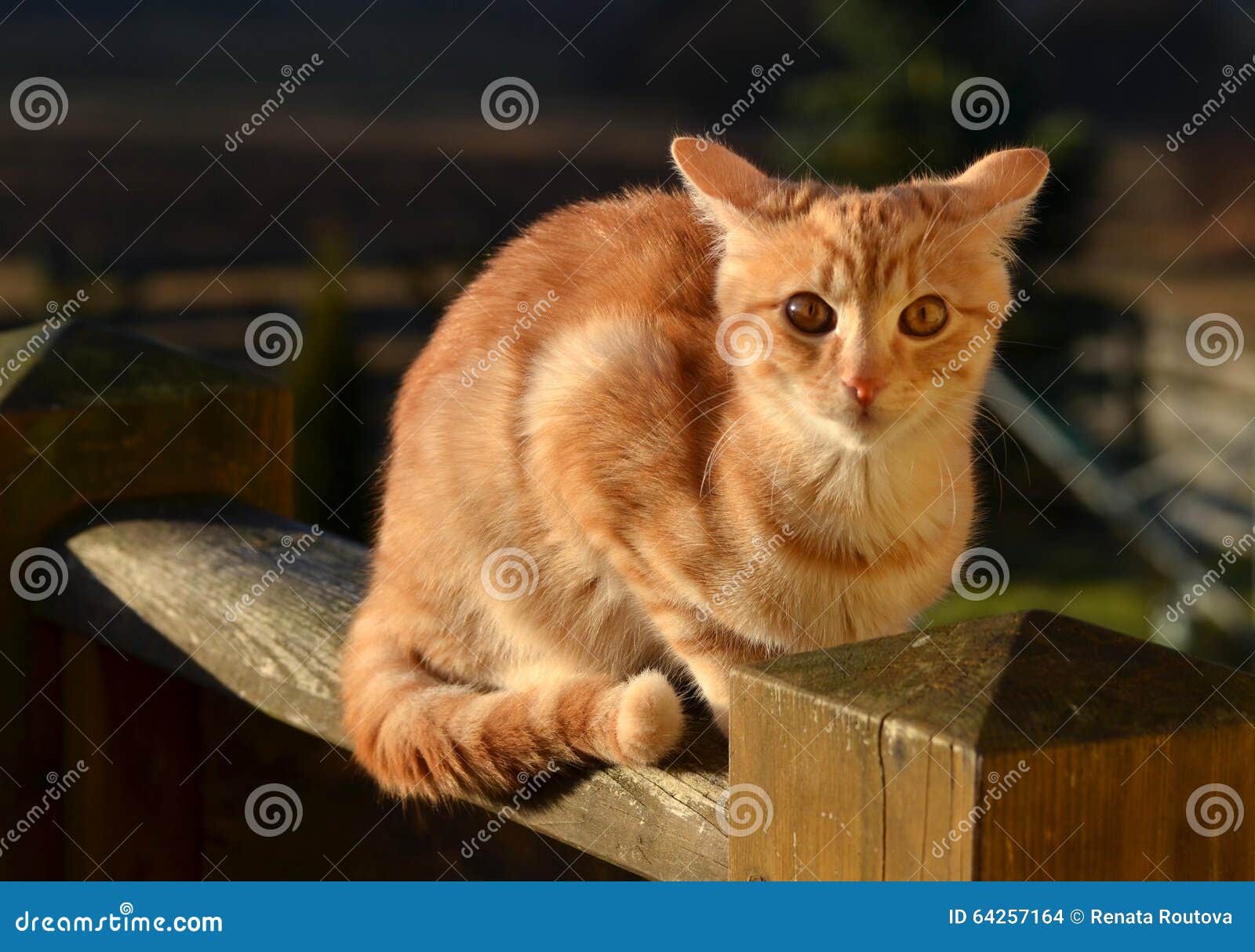 Red Tom Cat with an Amazed Face Stock Photo - Image of prey, animal ...