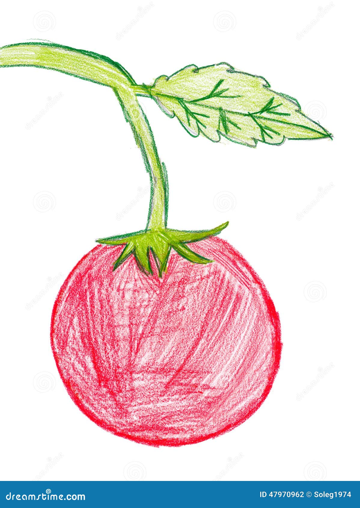 Red Tomato Children Pencil Drawing Stock Illustrations – 4 Red Tomato ...