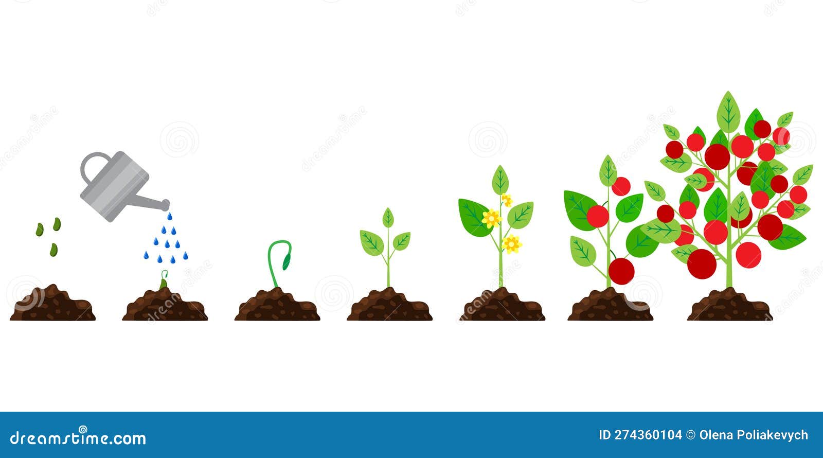 Red Tomato Growth. Cartoon Infographic Timeline. Vector Illustration ...