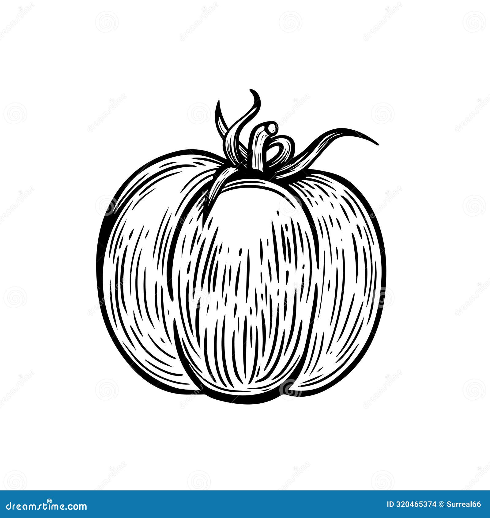 Red Tomato Line Drawing Isolated on White Background Stock Vector ...