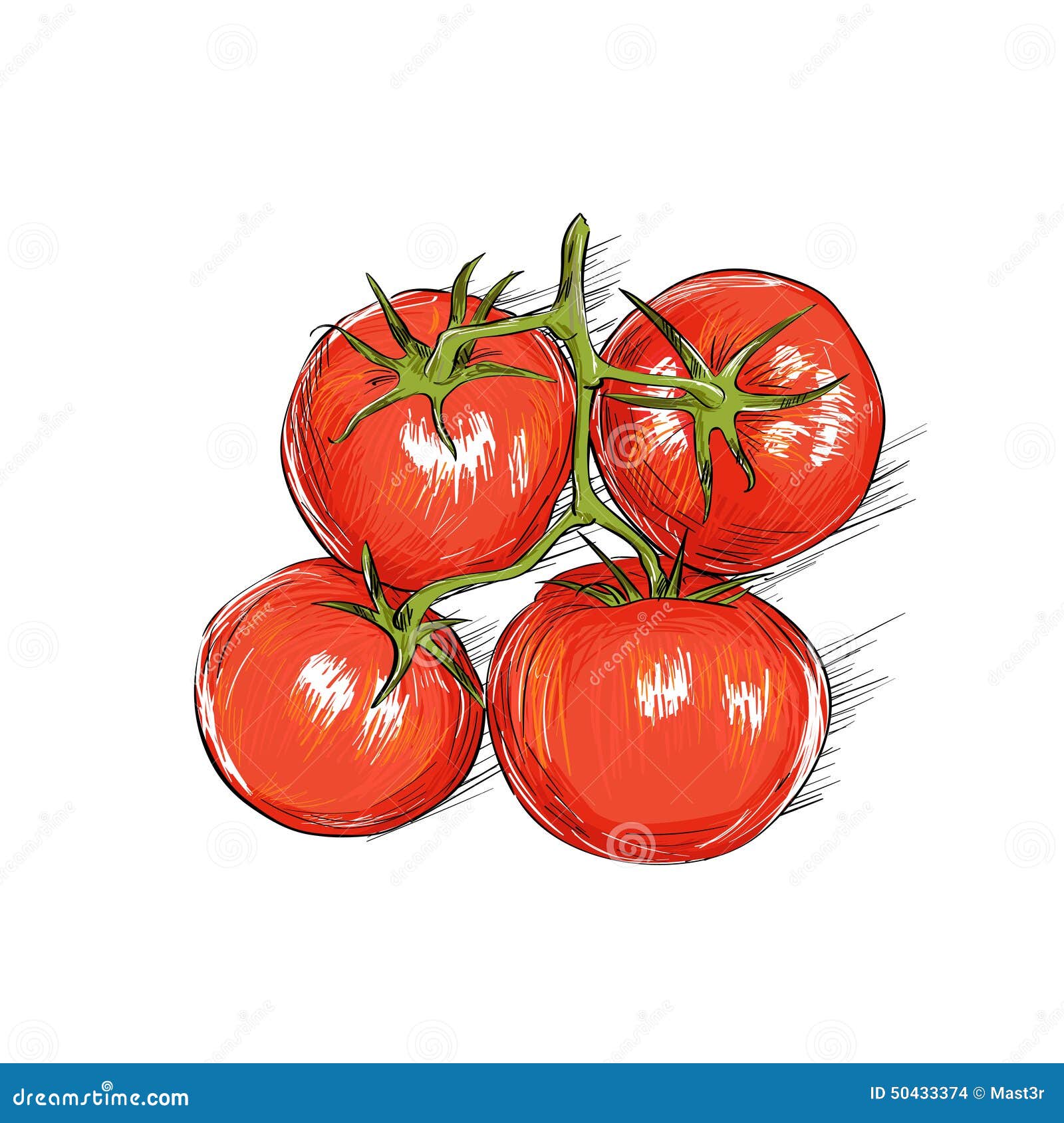 Red Tomato Sketch Draw Isolated Over Stock Vector - Illustration of ...
