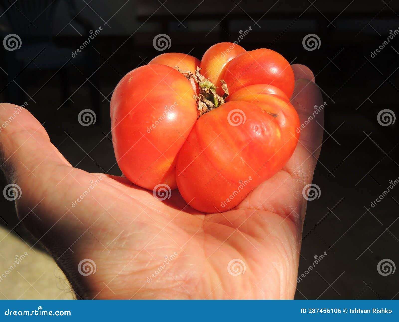 Irregular red tomato stock photo. Image of gardening - 287456106