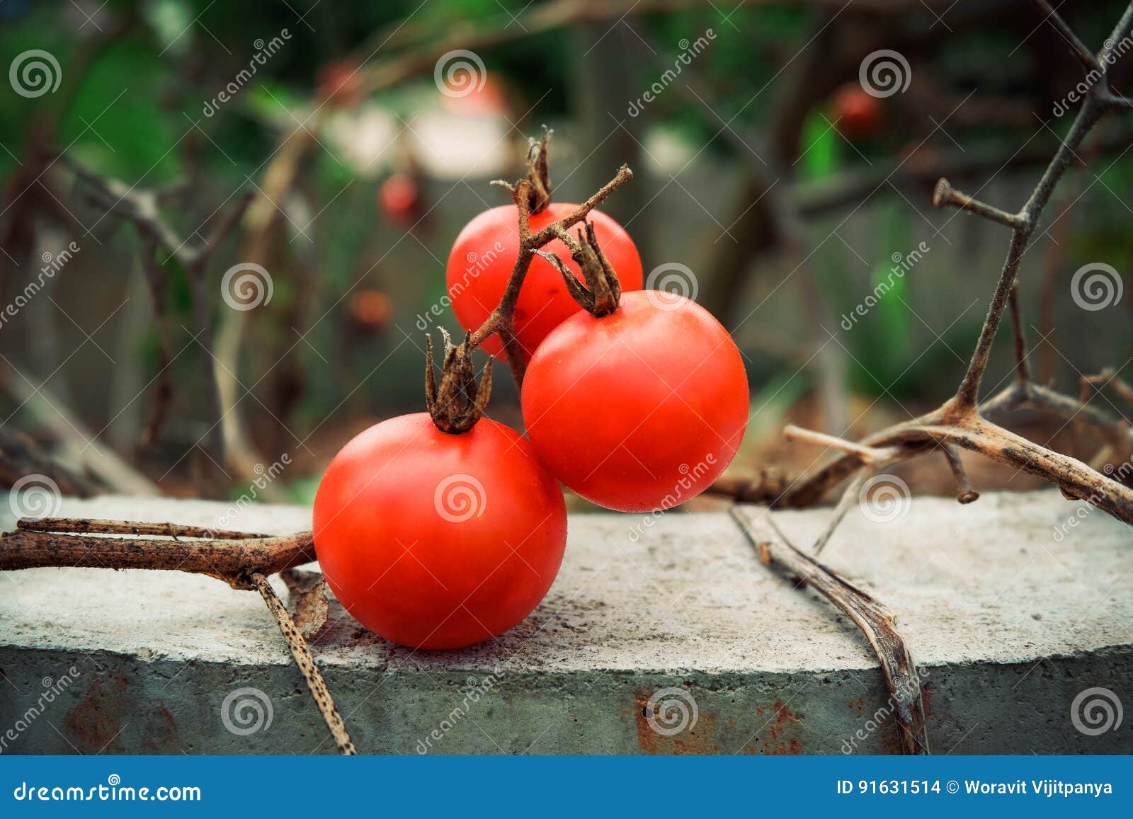 Red Tomato vine stock photo. Image of vine, rustic, symbol - 91631514