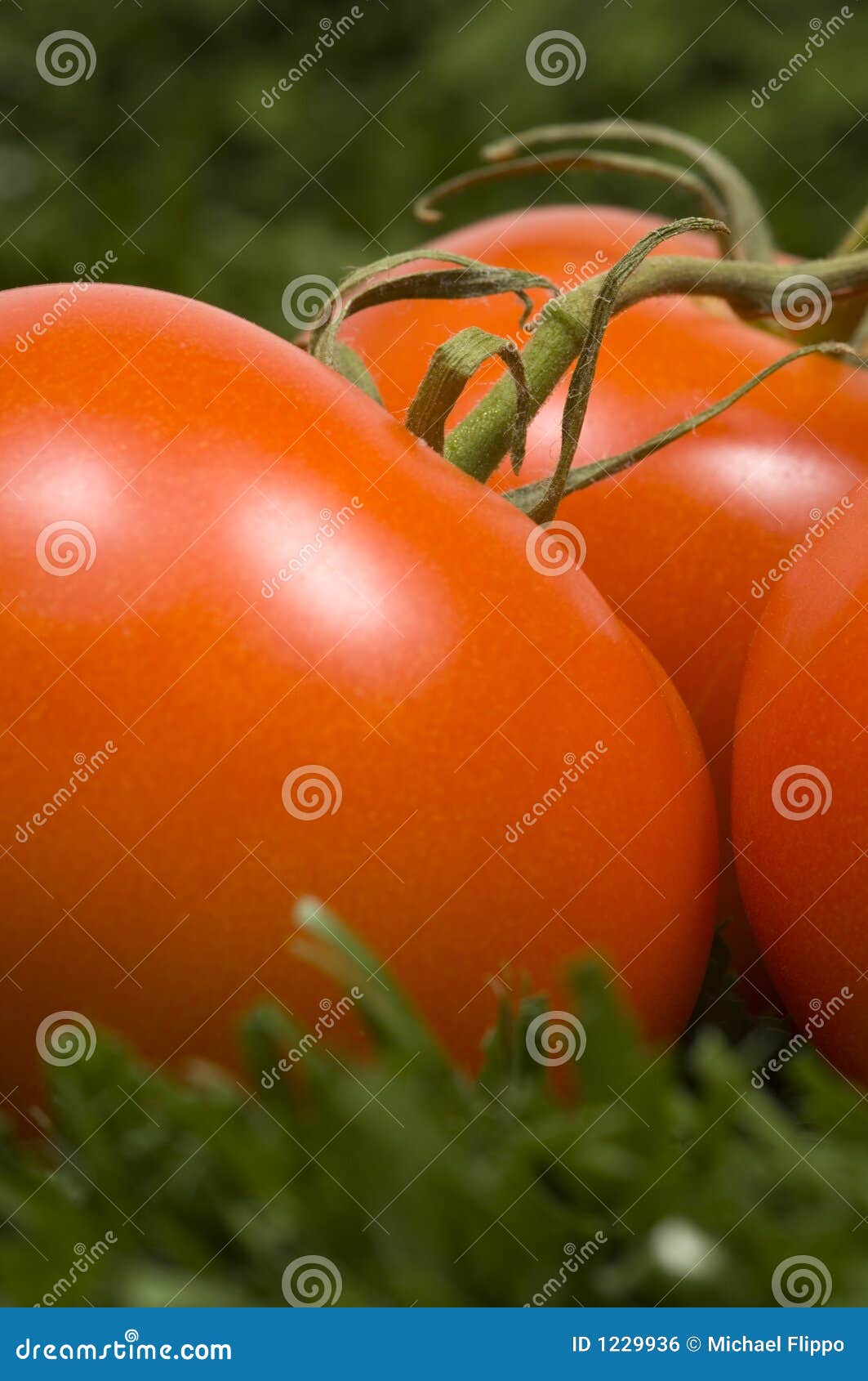Red Tomatoes stock photo. Image of edible, eating, growing - 1229936