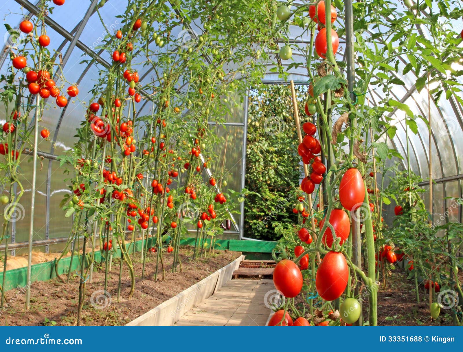 Red Tomatoes in a Greenhouse Stock Photo - Image of garden, bunch: 33351688