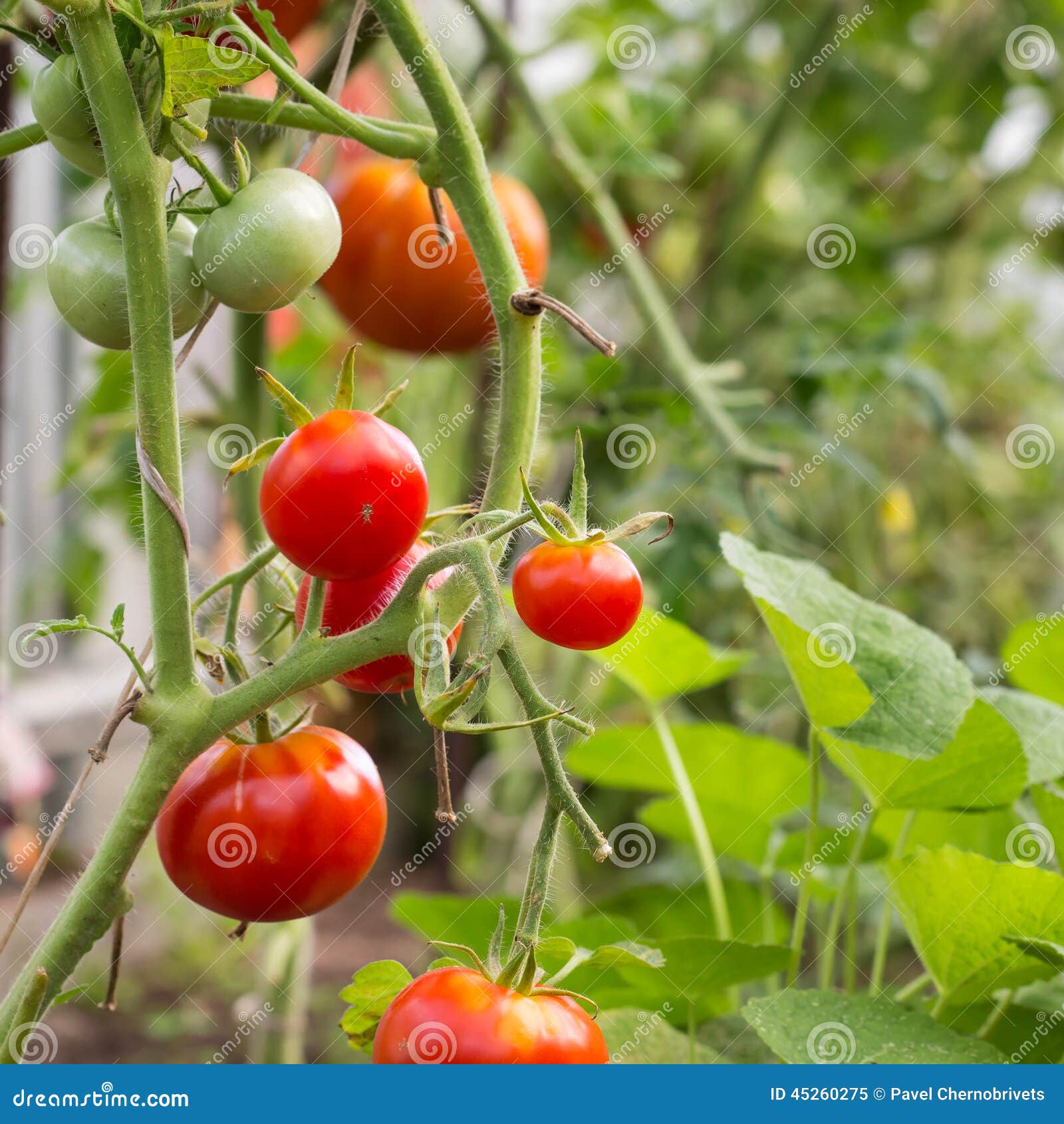 Red tomatoes in hothouse stock image. Image of studio - 45260275