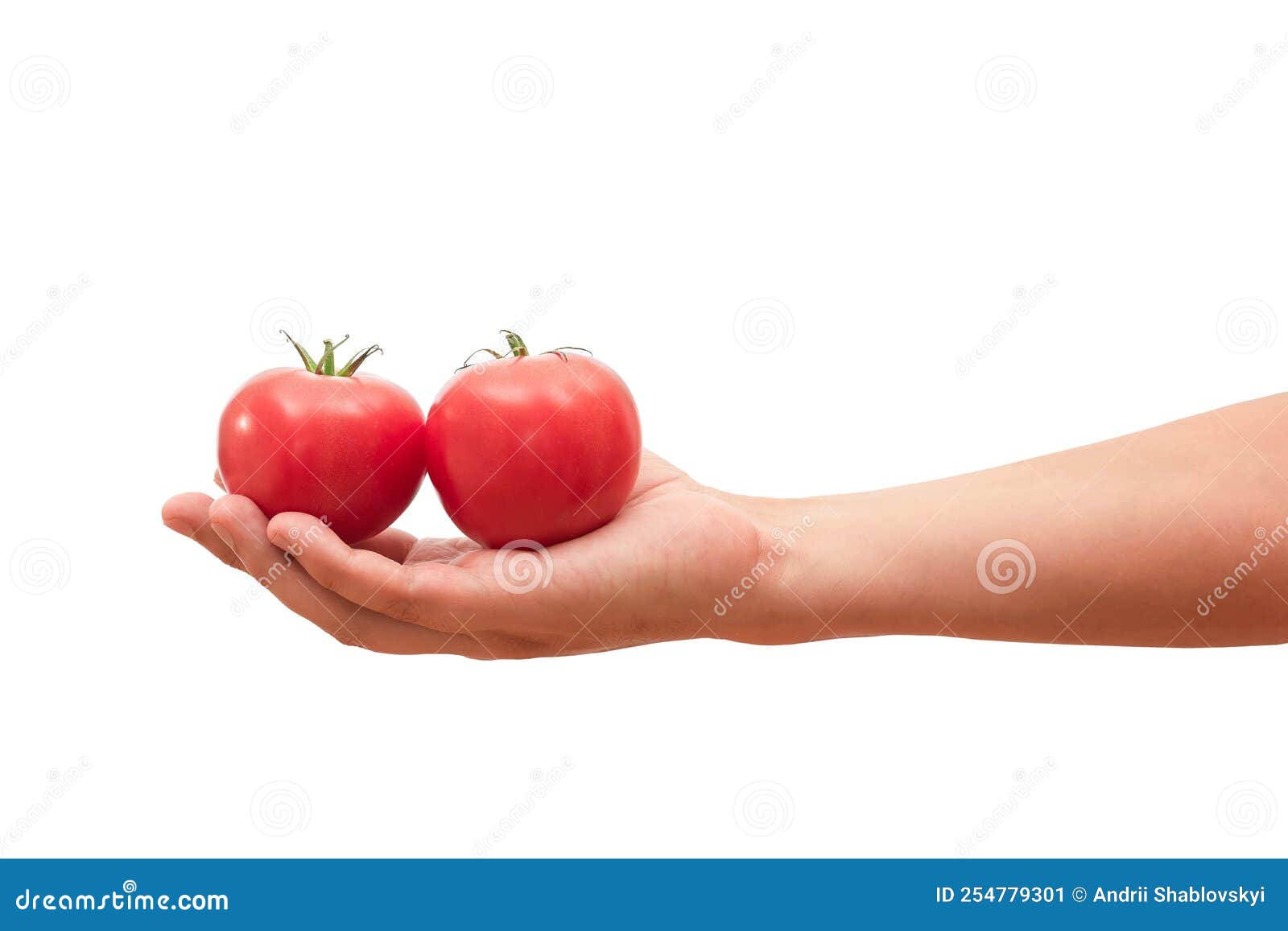 Red Tomatoes in Human Hand Isolated on White Background. the Concept of ...