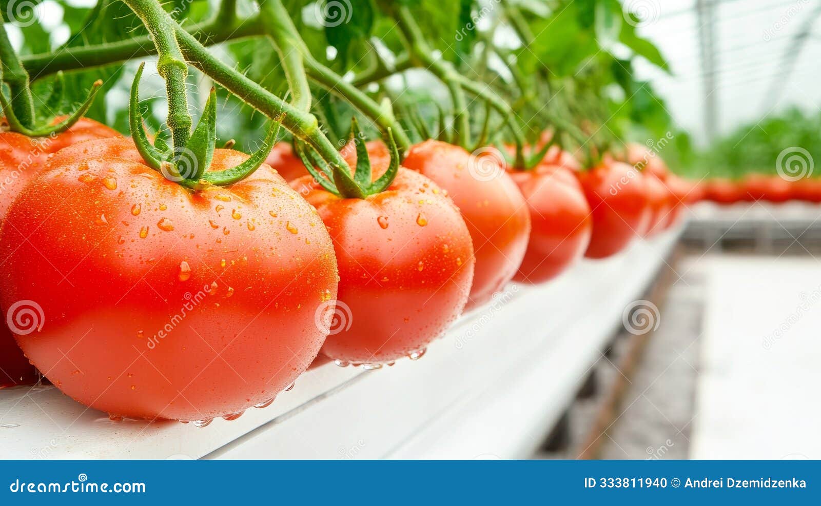 Red Tomatoes Ready for Harvest in Organic Greenhouse Stock Photo ...