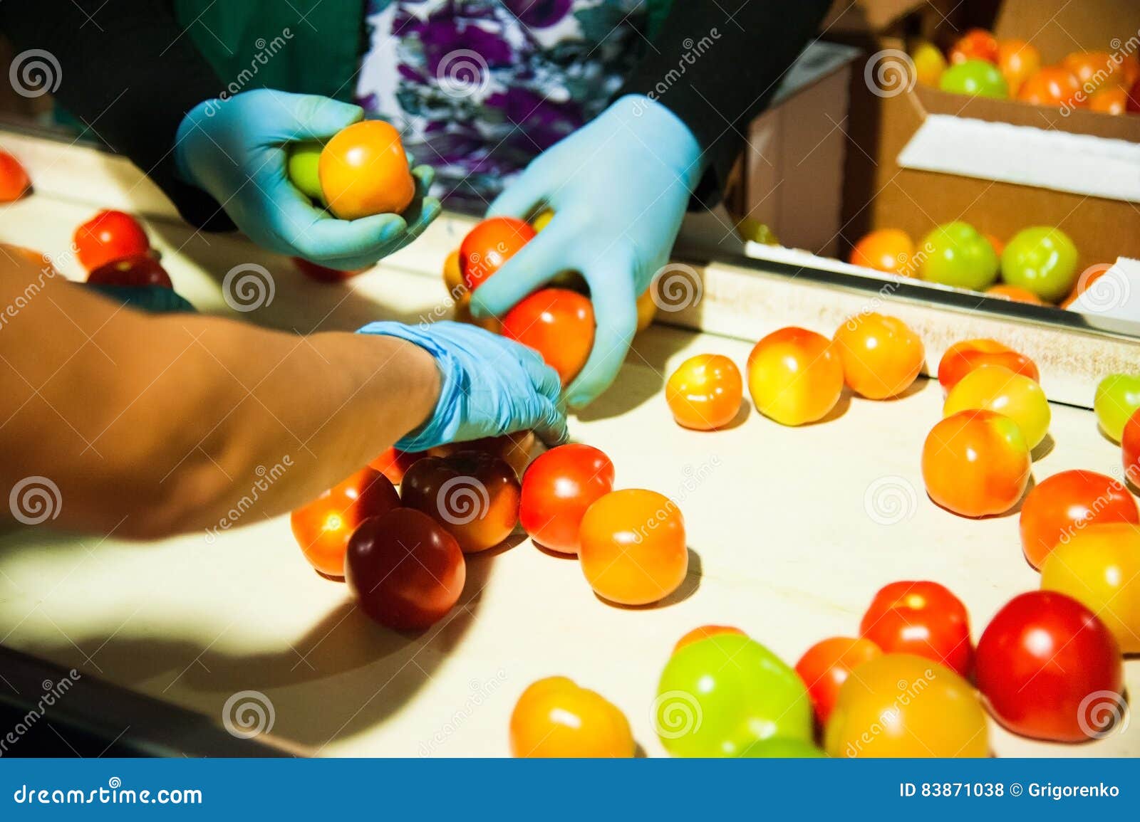 Red Tomatoes on Vegetable Processing Factory Stock Photo - Image of ...