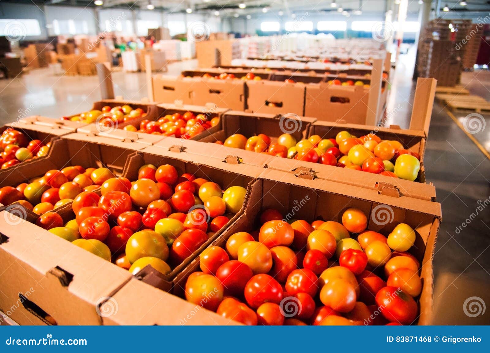 Red Tomatoes on Vegetable Processing Factory Stock Photo - Image of ...