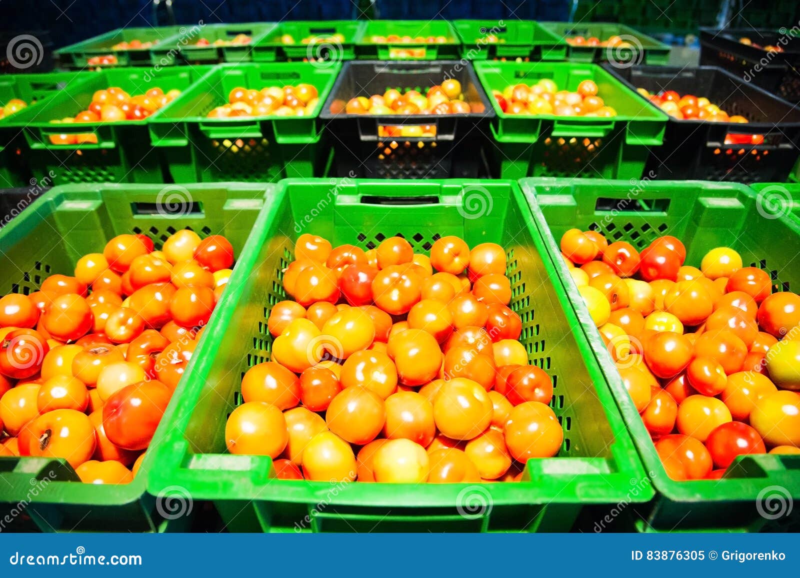 Red Tomatoes on Vegetable Processing Factory Stock Image - Image of ...