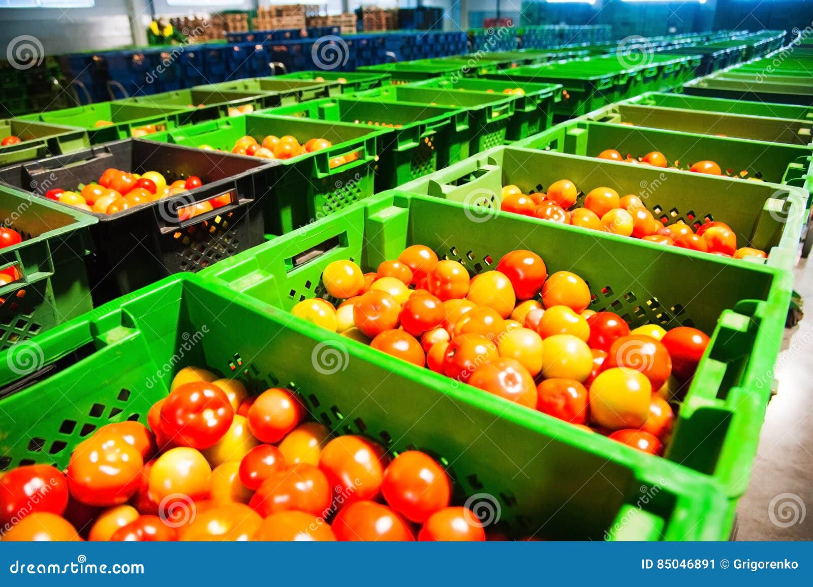 Red Tomatoes on Vegetable Processing Factory Stock Image - Image of ...