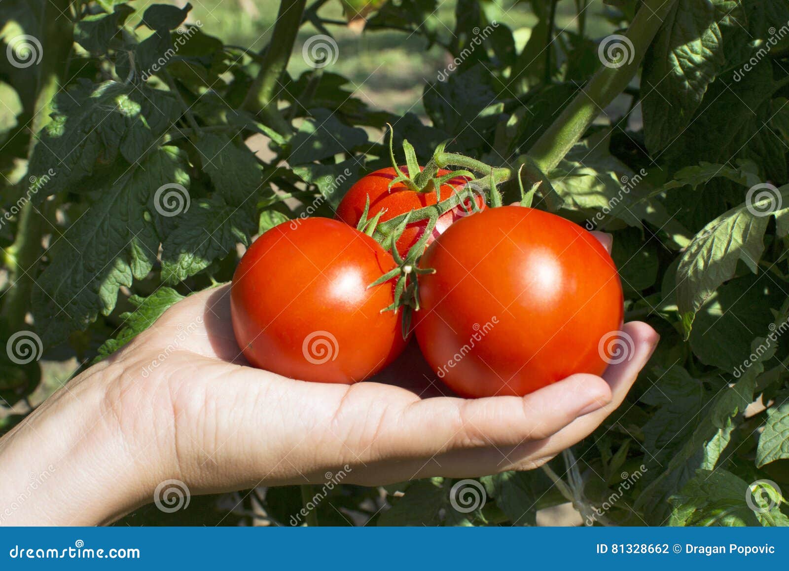 Red tomatoes on vine stock photo. Image of field, backyard - 81328662