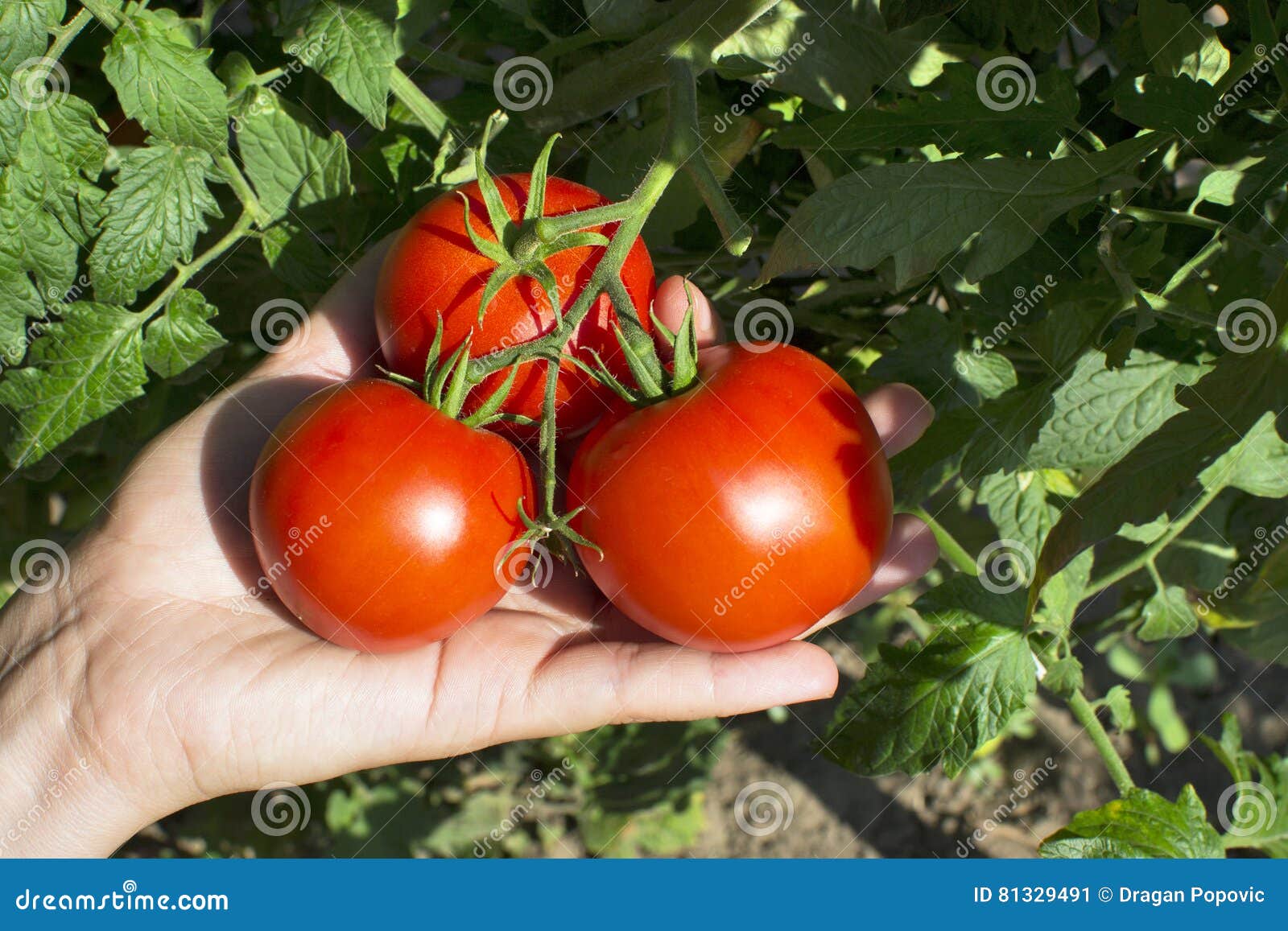 Red tomatoes on vine stock image. Image of fresh, juicy - 81329491