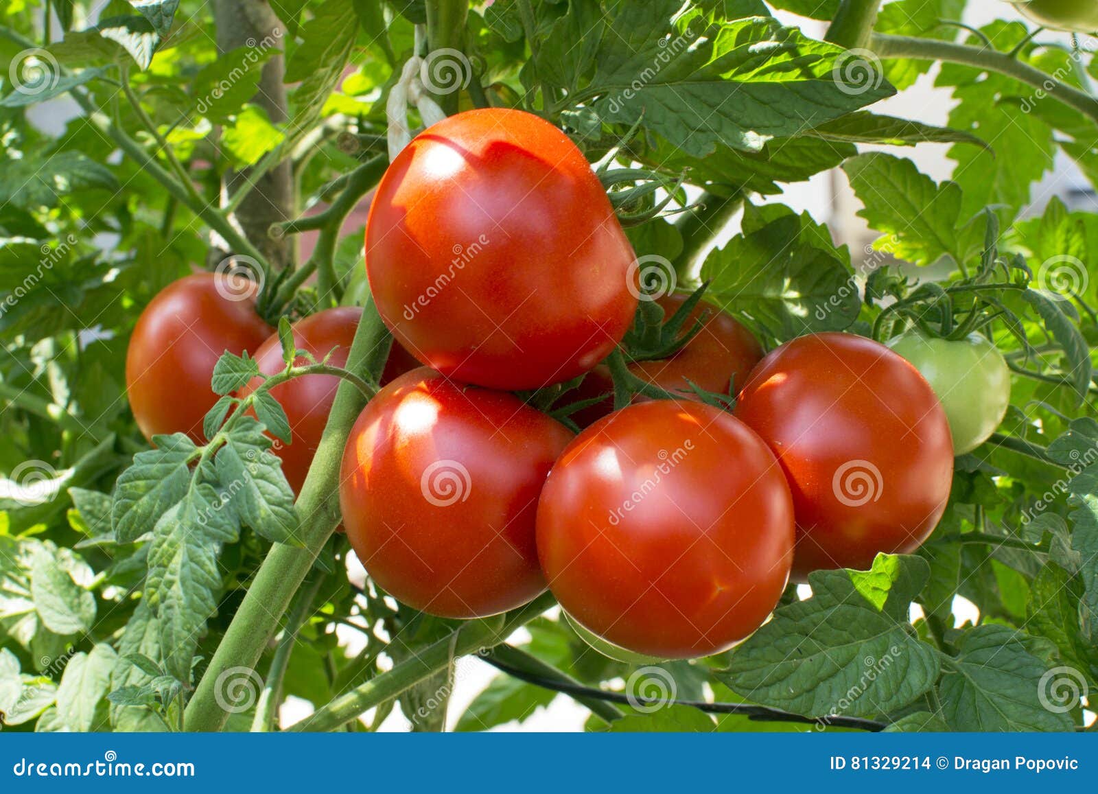 Red tomatoes on vine stock photo. Image of health, juicy - 81329214