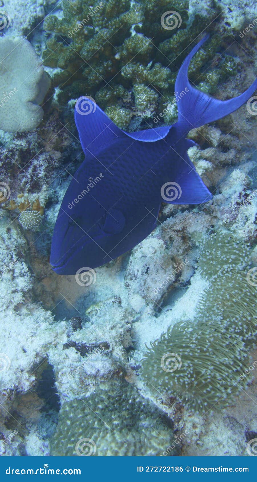 Red Tooth Trigger Fish Maldives Stock Photo - Image of blue, aquarium ...
