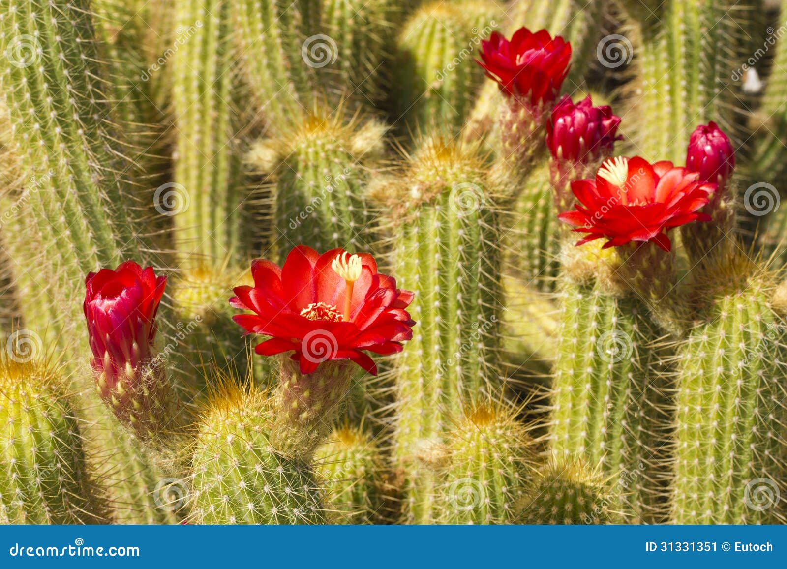 Red Torch Cactus Close up stock image. Image of background - 31331351
