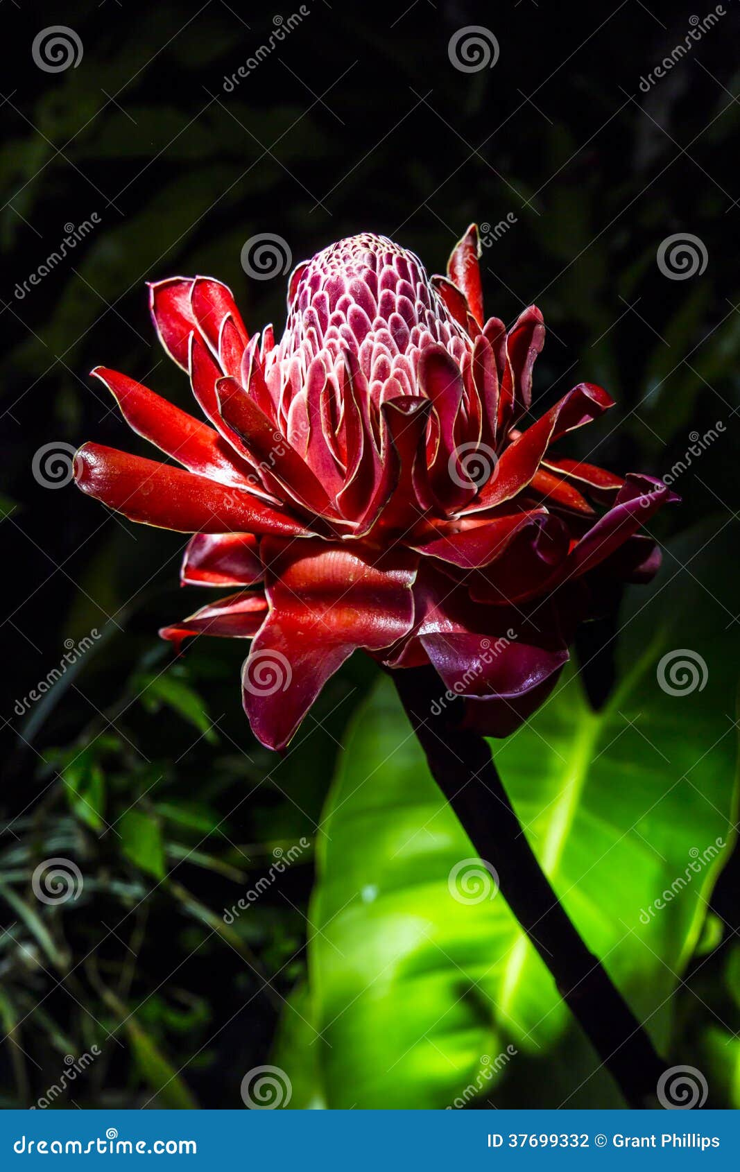 Red Torch Ginger stock photo. Image of gardens, ginger - 37699332