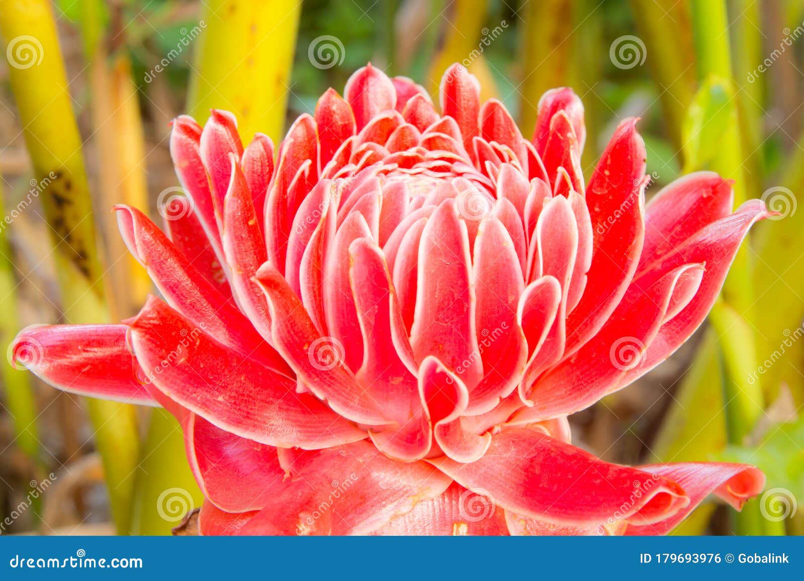 Torch ginger stock photo. Image of background, bright - 179693976