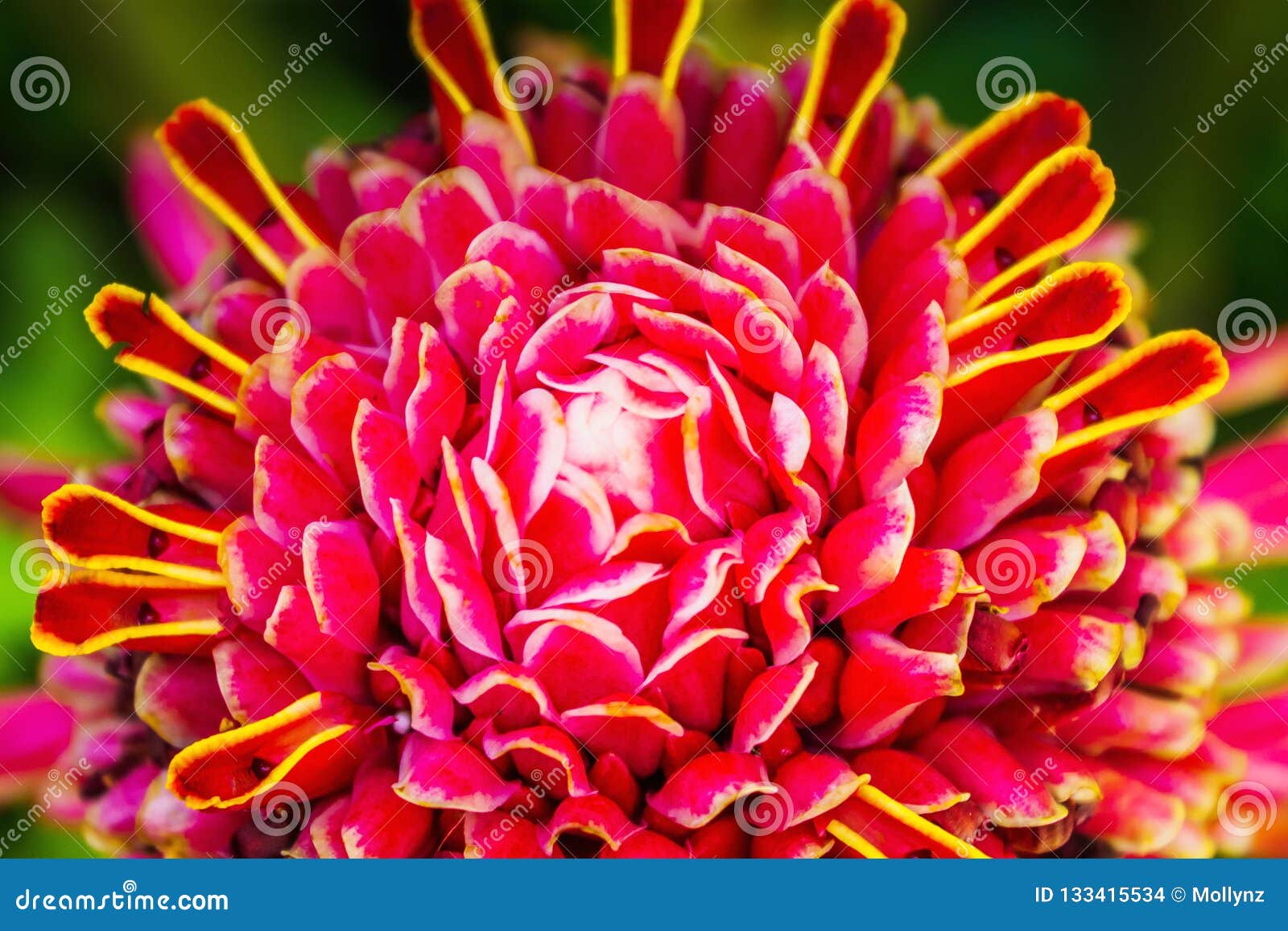 Red Torch Ginger Flower Etlingera Elatior Stock Photo - Image of ...