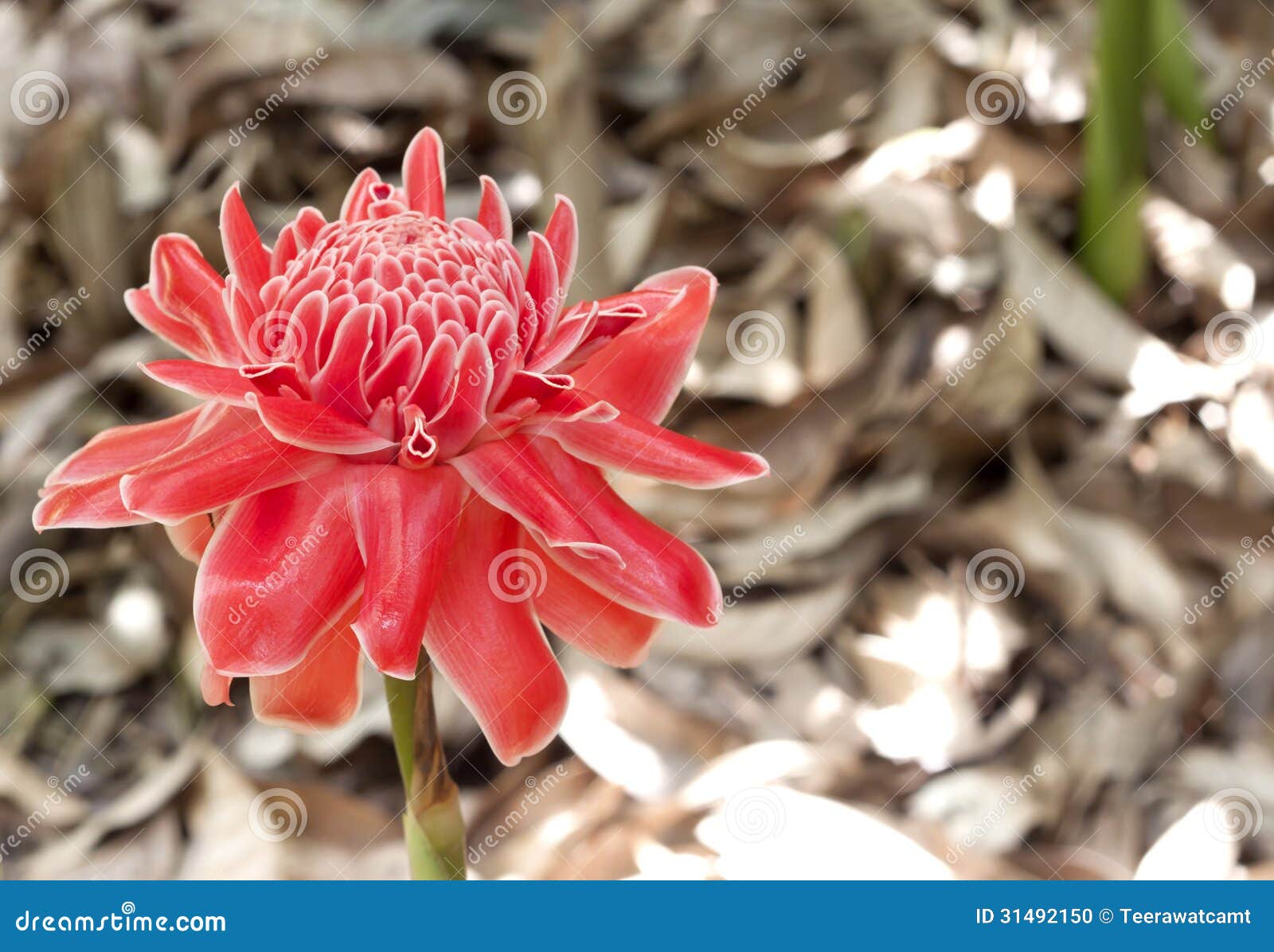 Red torch ginger flower stock photo. Image of exotic - 31492150