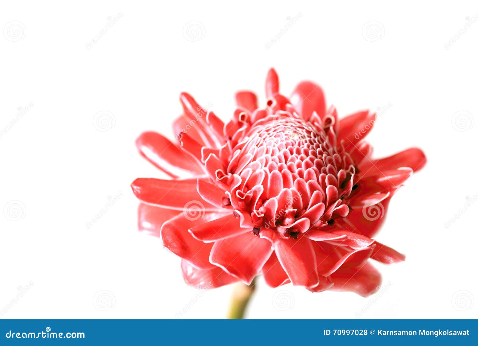 Red Torch Ginger Flower on White Background Stock Photo - Image of ...