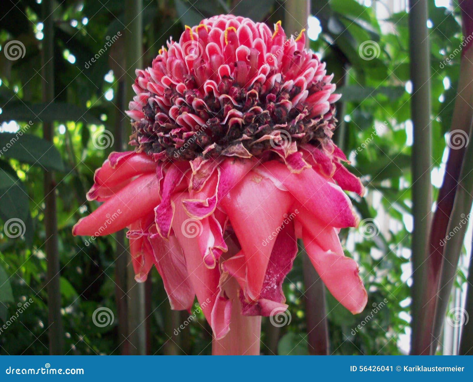 Red Torch Ginger stock image. Image of background, scenic - 56426041