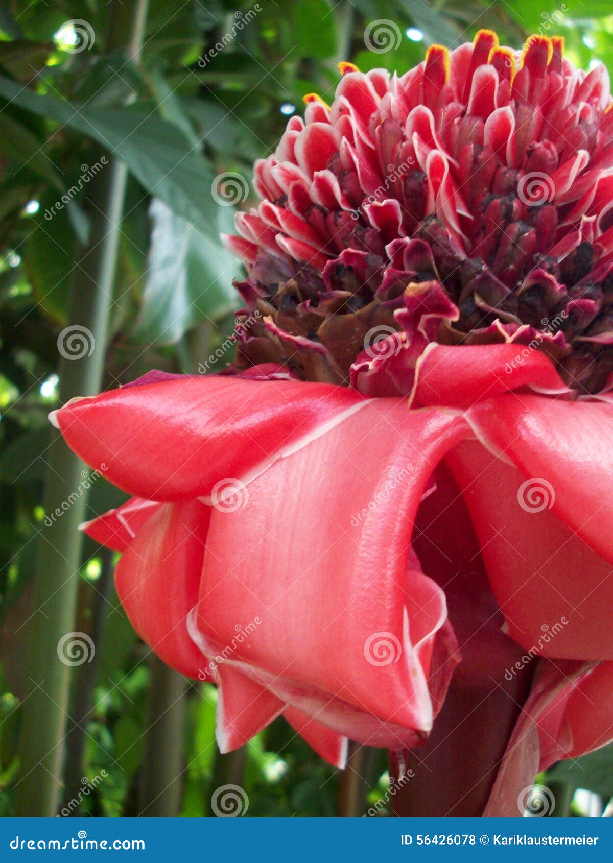 Red Torch Ginger stock photo. Image of leaves, spring - 56426078
