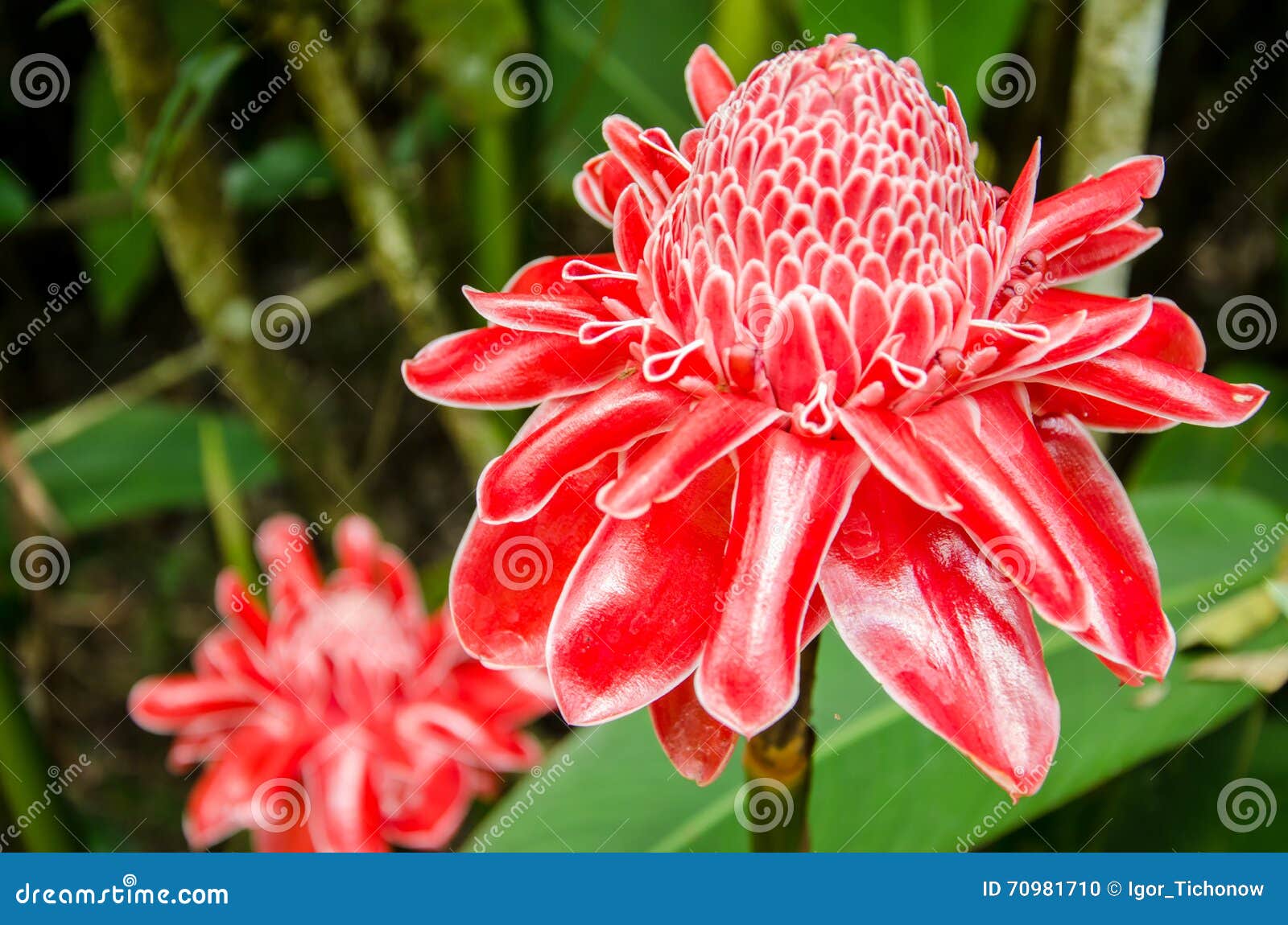 Red Torch Ginger Local Flower Bohol Philippines Stock Photo - Image of ...