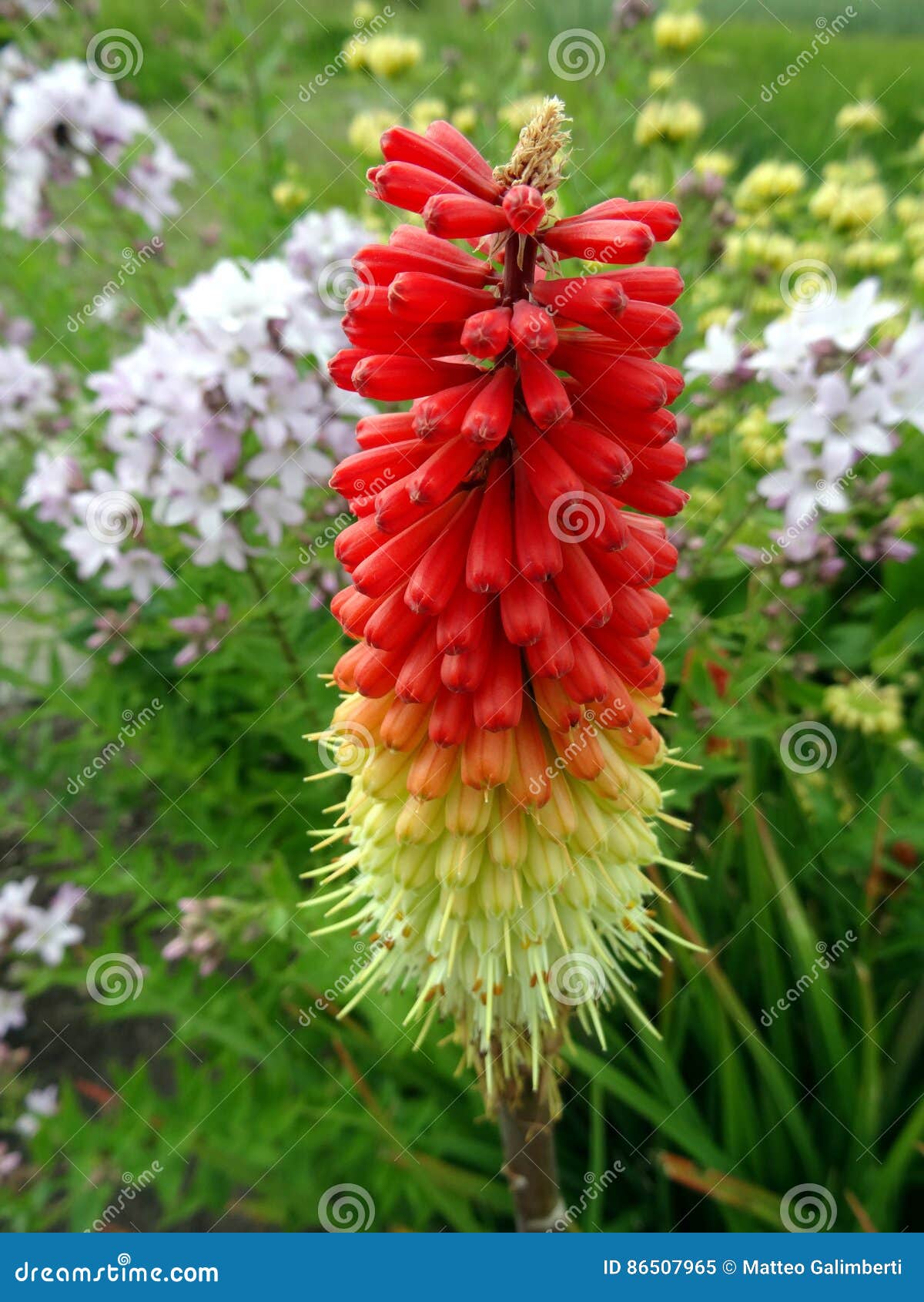 Red torch lily stock image. Image of tritoma, uvaria - 86507965