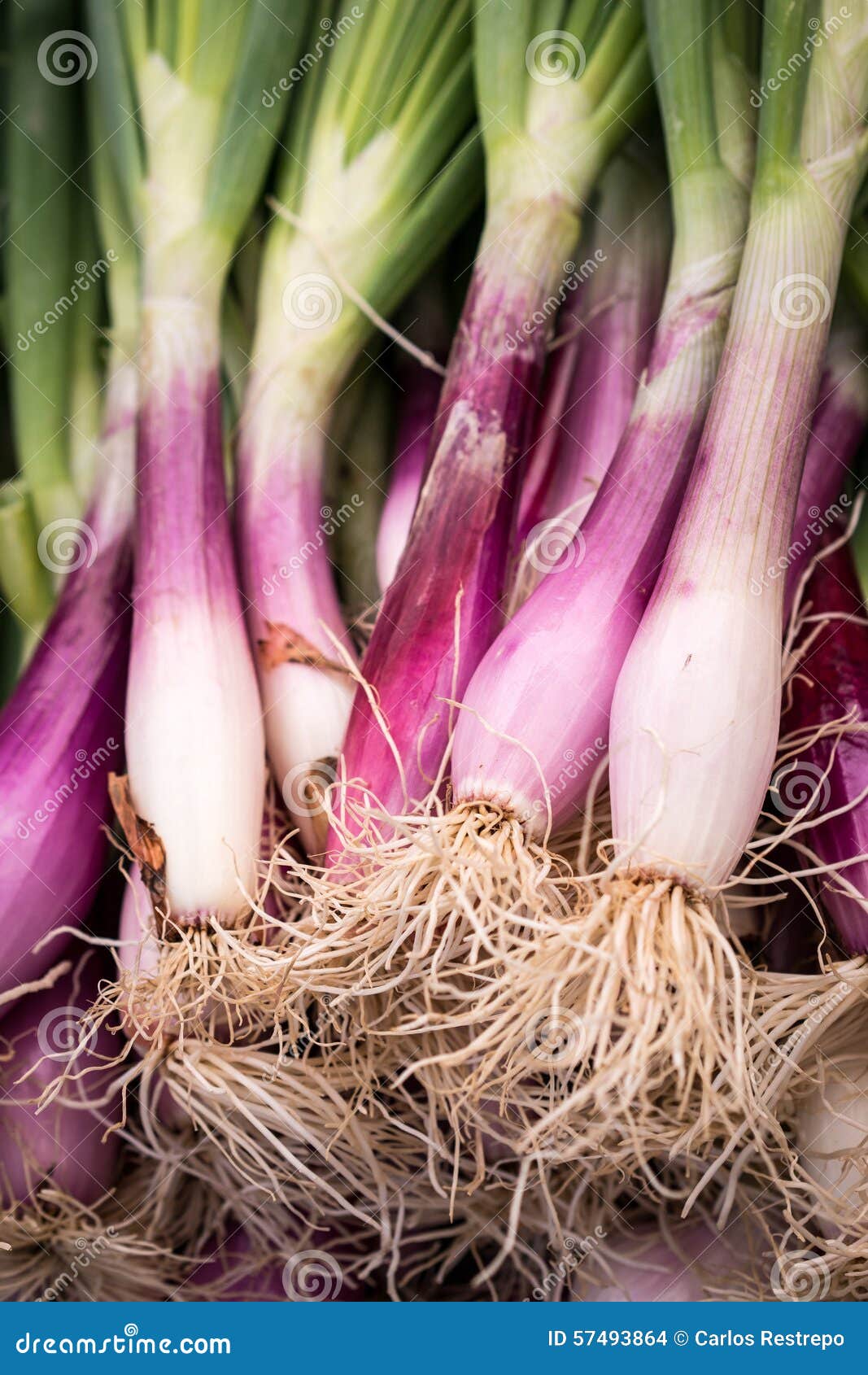 Red Torpedo Onions stock photo. Image of focus, natural - 57493864