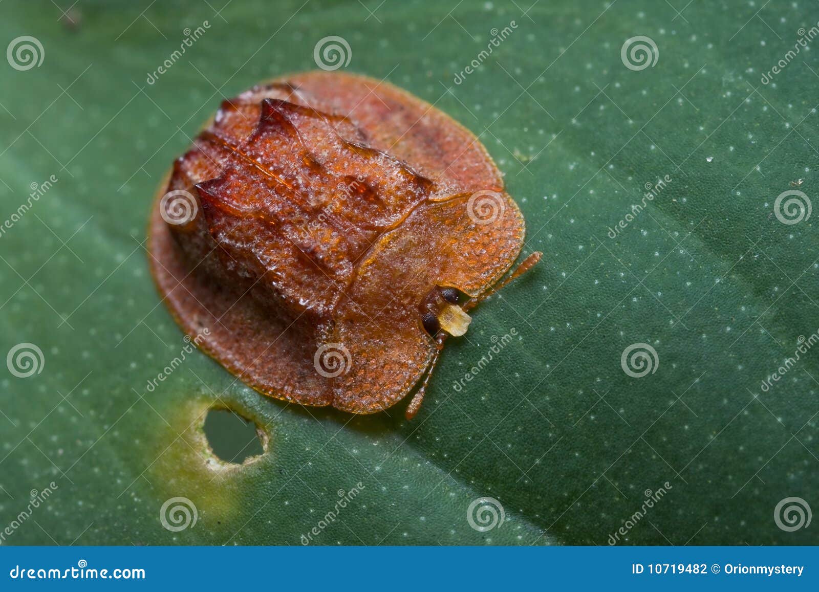 A red tortoise beetle stock photo. Image of closeup, plant - 10719482