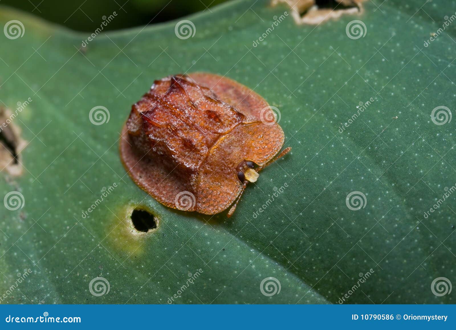 284 Tortoise Shell Beetle Stock Photos - Free & Royalty-Free Stock ...